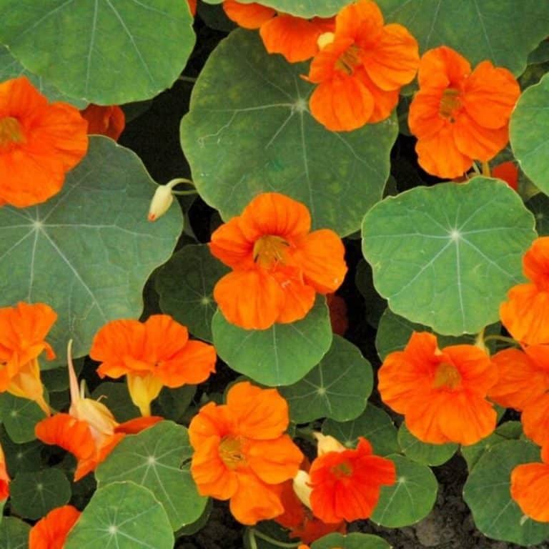 Fleurs comestibles - Fleurs à manger fraîches ou séchées FRANCE