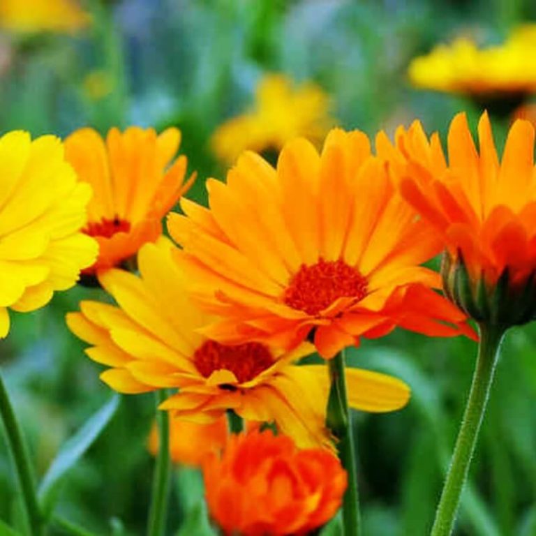 Fleurs comestibles - Fleurs à manger fraîches ou séchées FRANCE