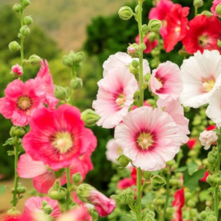 Fleurs comestibles - Fleurs à manger fraîches ou séchées FRANCE