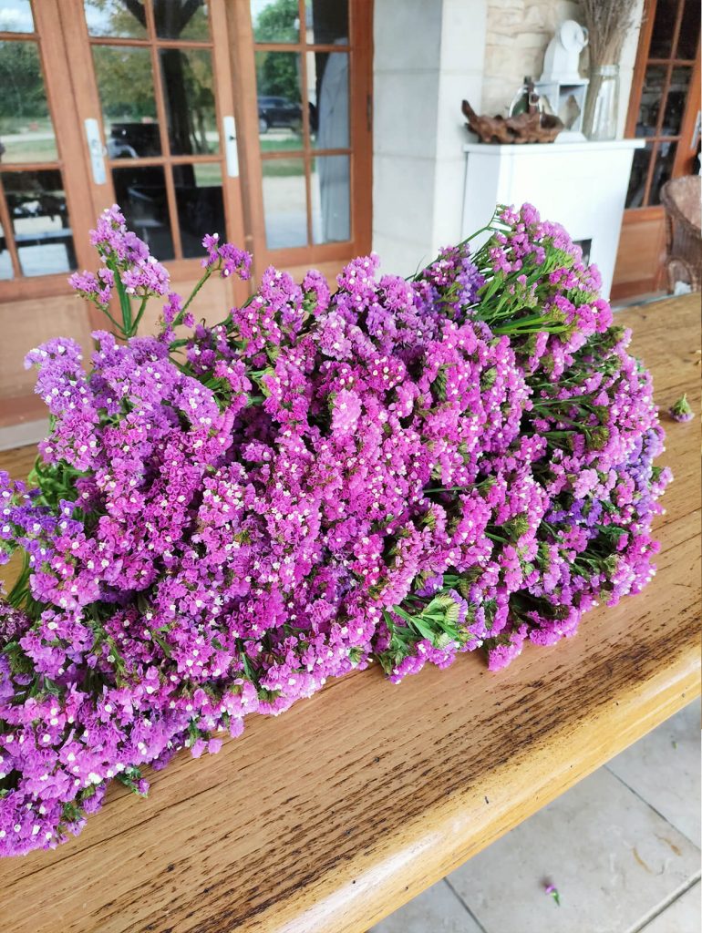 Statice Sinuata Rose - Ferme Florale de fleurs séchées FRANCE